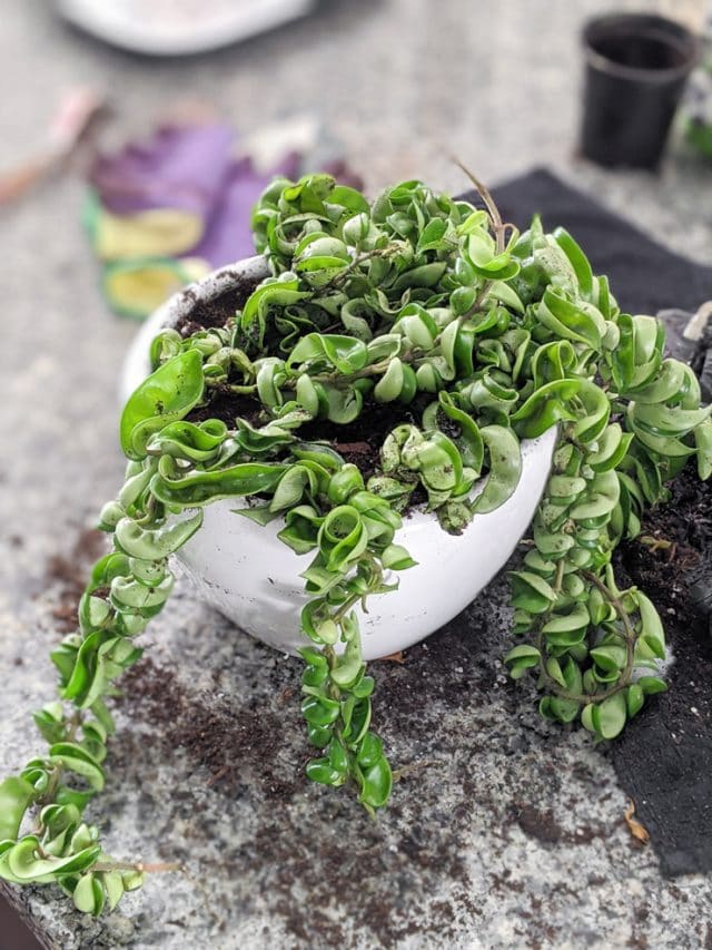 How to care for the unique trailing hoya rope plant!