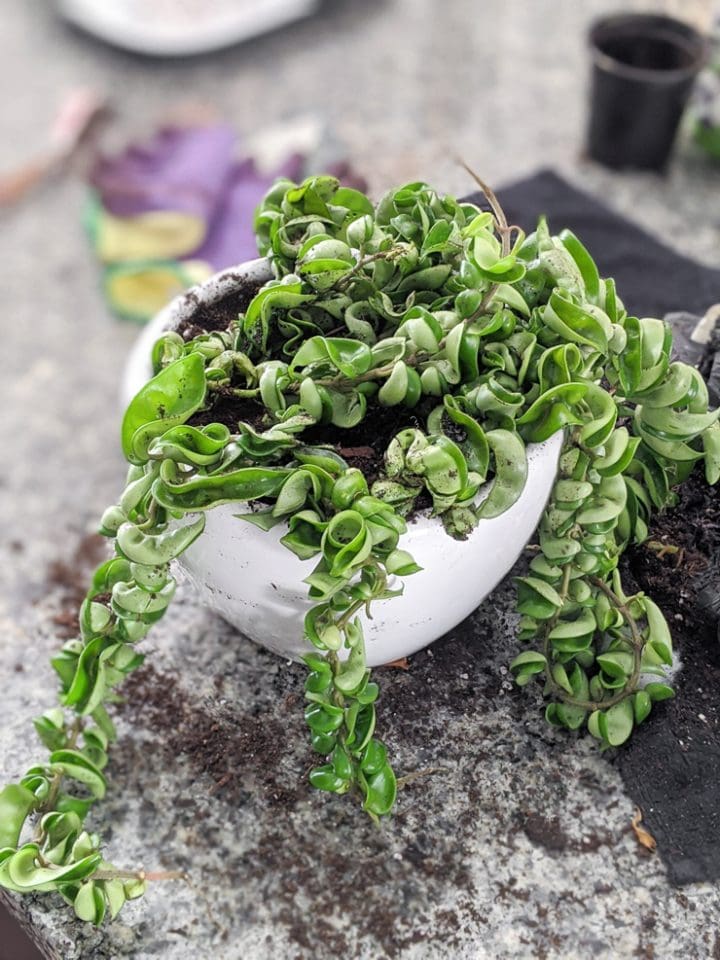How to care for the unique trailing hoya rope plant!