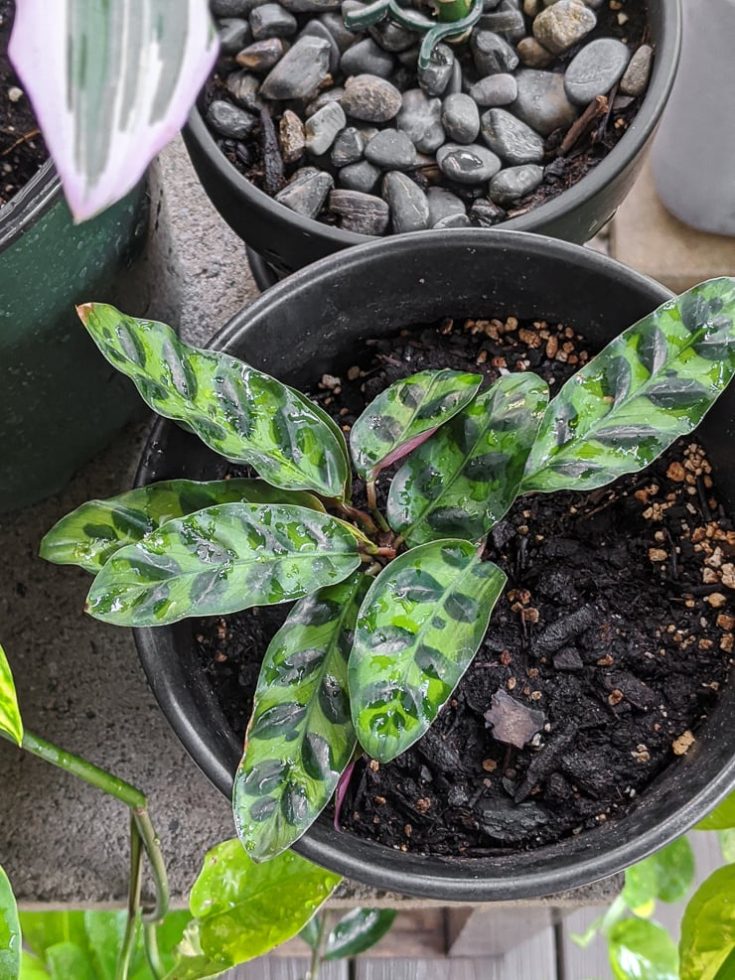 Calathea Care: Caring for Different Calathea Varieties