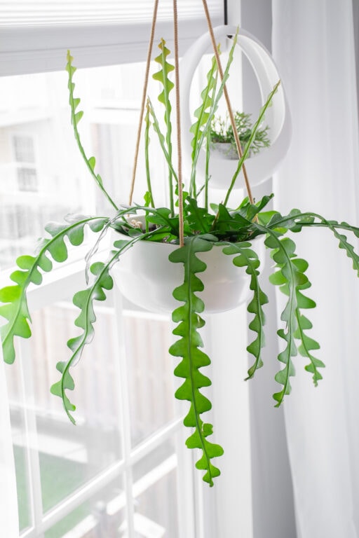 Ric Rac Cactus Care: How to Help This Crazy Plant Thrive Indoors