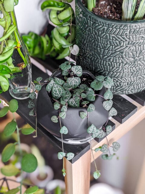 How to grow the dainty, delicate string of hearts plant