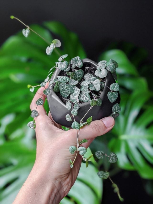 How to grow the dainty, delicate string of hearts plant