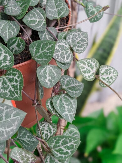 How to grow the dainty, delicate string of hearts plant