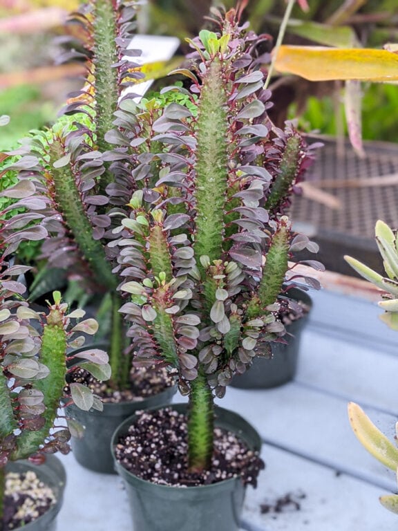 Learn how to grow a beautiful African Milk Tree with my care tips!