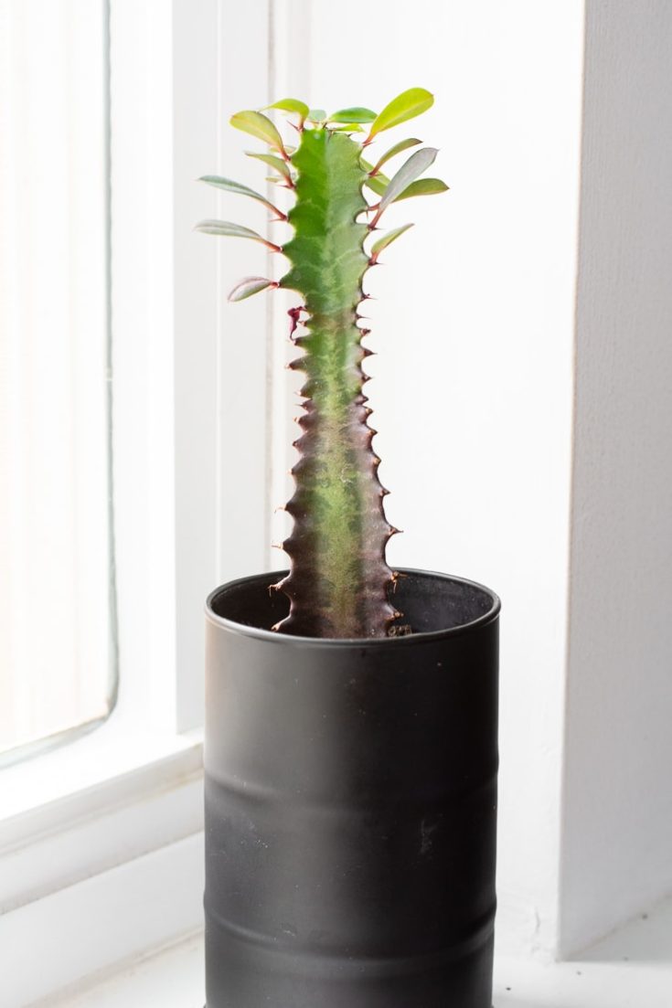 Learn how to grow a beautiful African Milk Tree with my care tips!