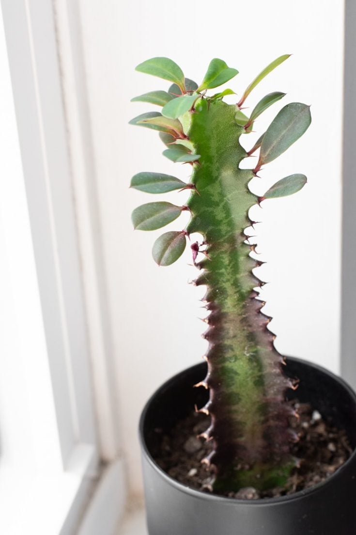 Learn how to grow a beautiful African Milk Tree with my care tips!