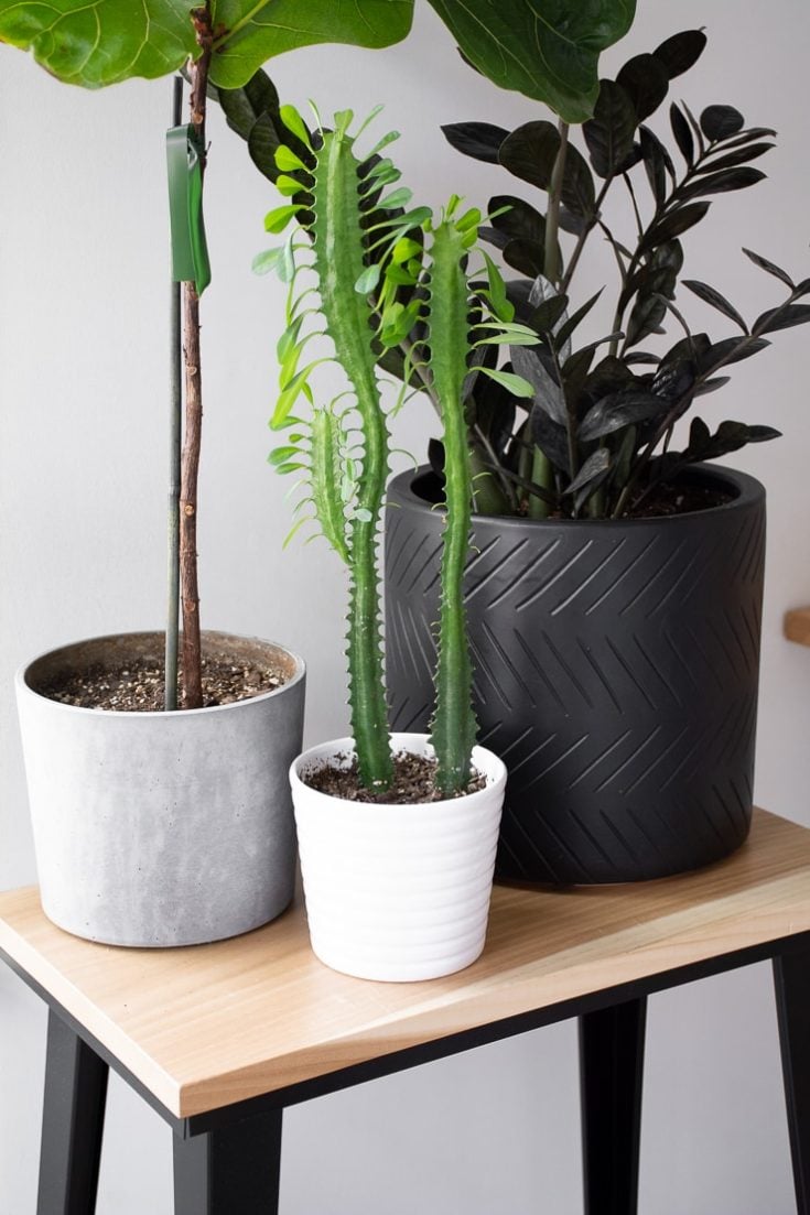 Learn how to grow a beautiful African Milk Tree with my care tips!