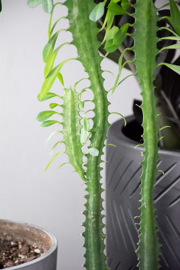 Learn how to grow a beautiful African Milk Tree with my care tips!