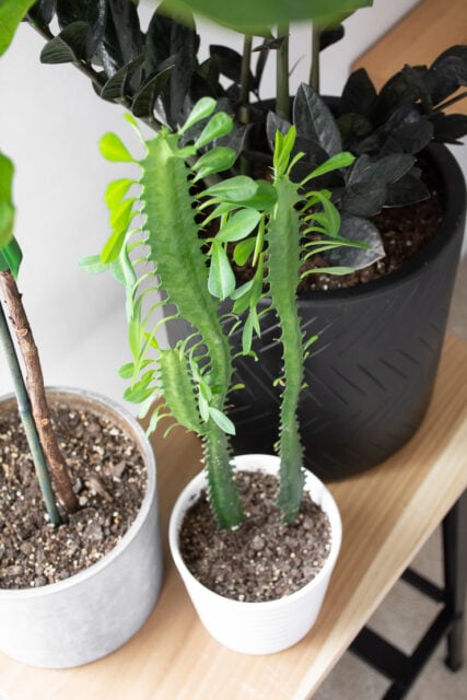 Learn how to grow a beautiful African Milk Tree with my care tips!