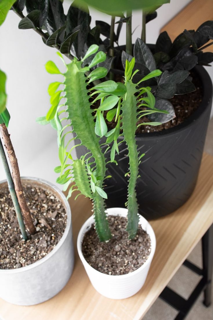 Learn how to grow a beautiful African Milk Tree with my care tips!