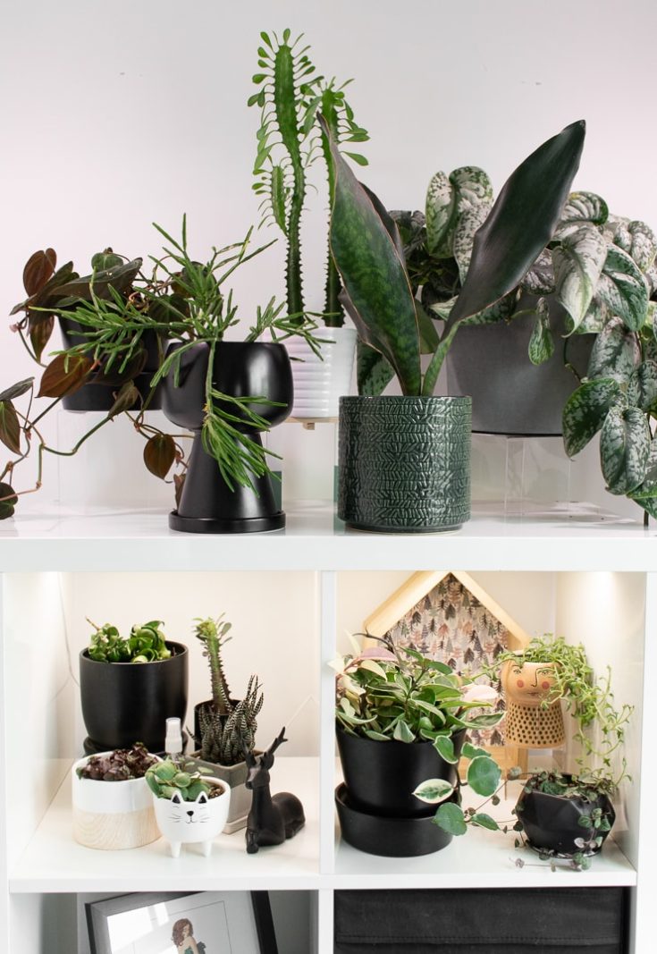 Learn how to grow a beautiful African Milk Tree with my care tips!