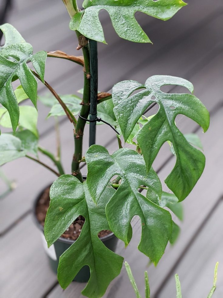 Learn how to debug plants to bring indoors for the winter!