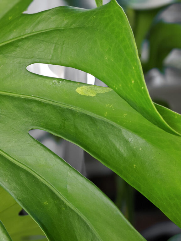 How to get rid of thrips on your houseplants (and prevent them!)