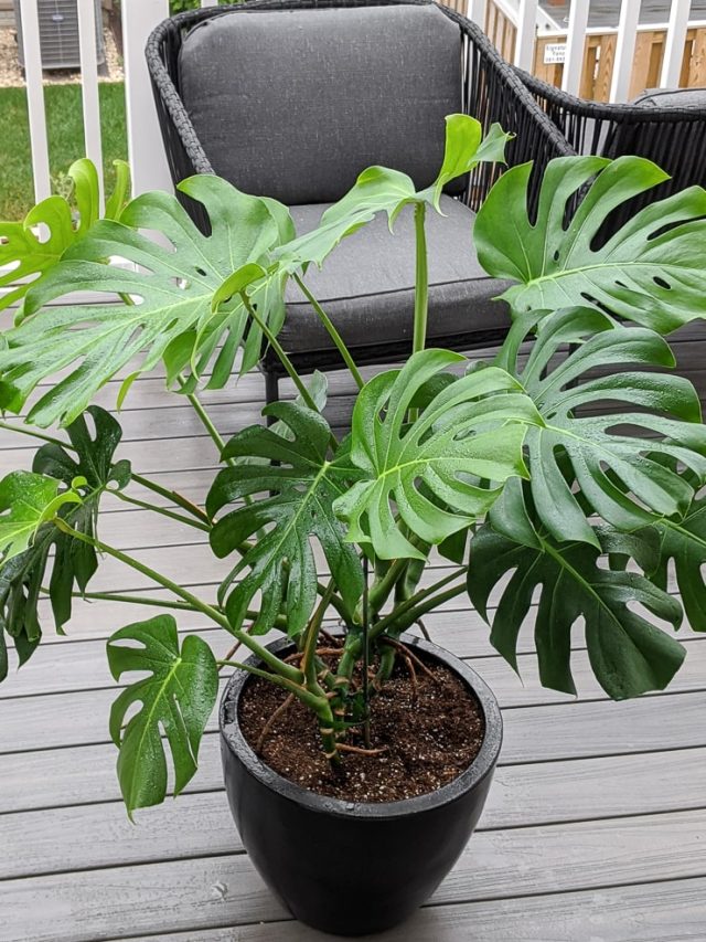 How to get rid of thrips on your houseplants (and prevent them!)