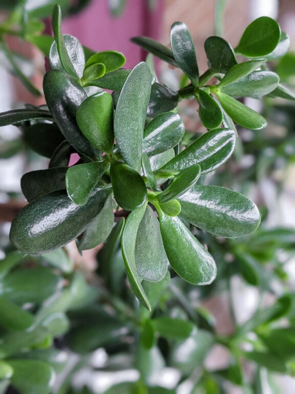 Learn how to care for jade plants, a classic sun-loving succulent