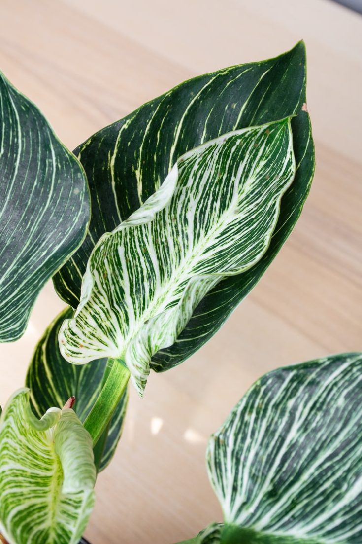 How to care for your beautiful Philodendron Birkin!