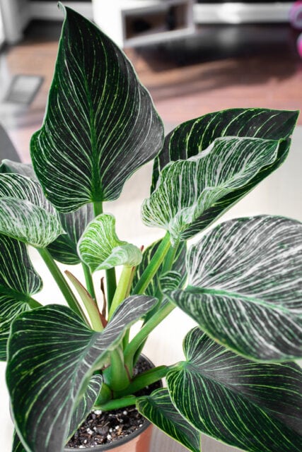 How to care for your beautiful Philodendron Birkin!