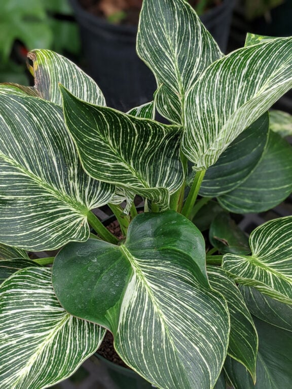 How to care for your beautiful Philodendron Birkin!