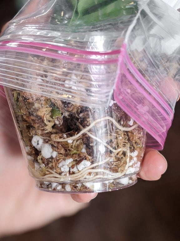 A detailed guide for propagating plant cuttings in sphagnum moss!