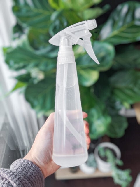 Everything you need to know to about sphagnum moss propagation!