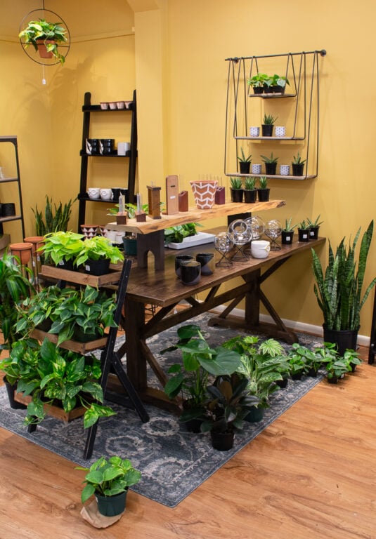 Take Root Houseplants: Downtown Frederick's Newest Plant Shop!