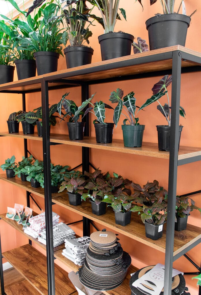 Take Root Houseplants: Downtown Frederick's Newest Plant Shop!