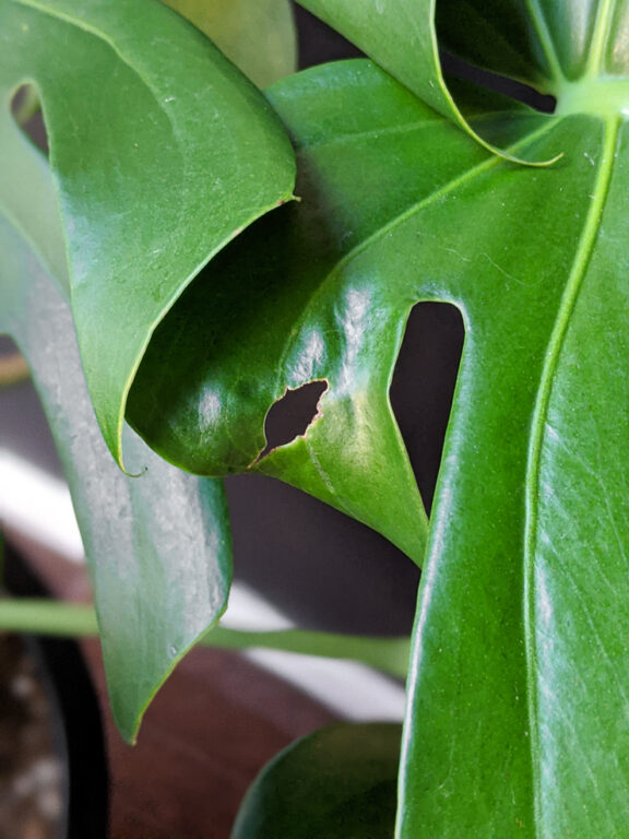 How to get rid of thrips on your houseplants (and prevent them!)