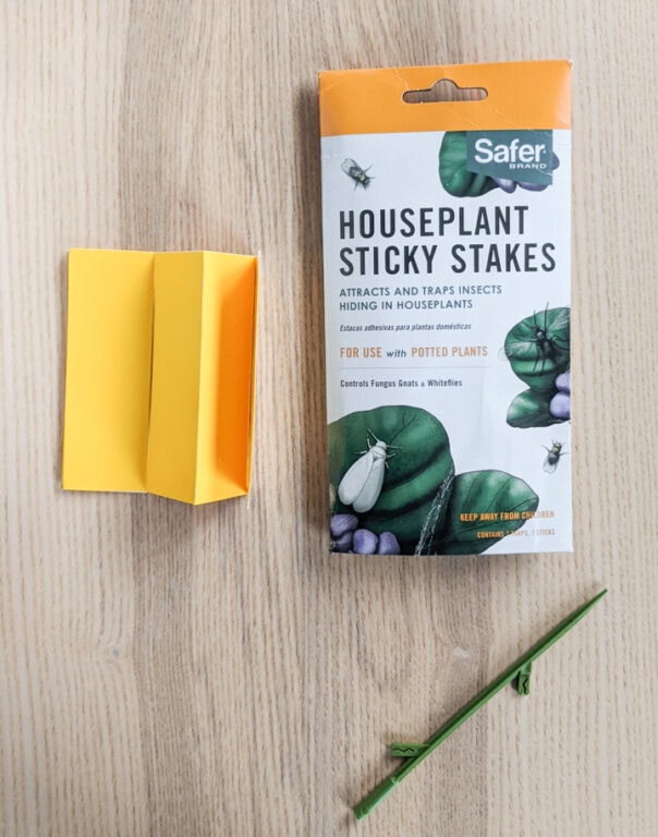 Learn what causes fungus gnats & how to get rid of them!