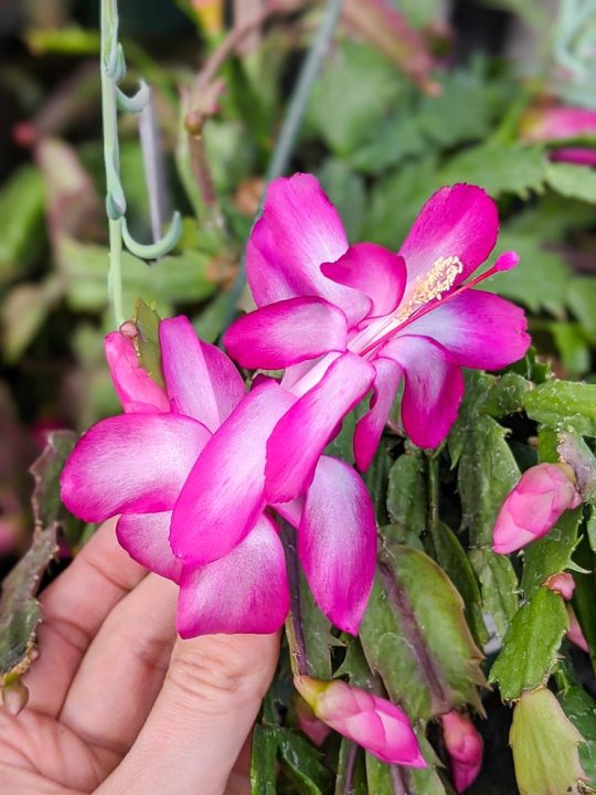 How to care for holiday cacti...including how to get blooms!