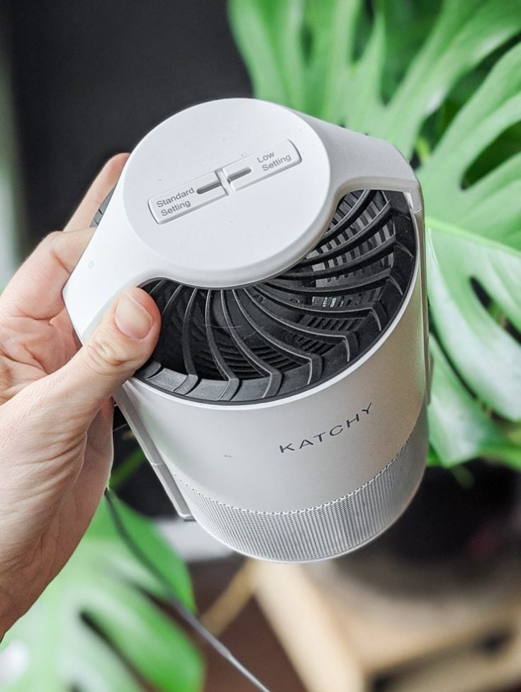 Learn what causes fungus gnats & how to get rid of them!