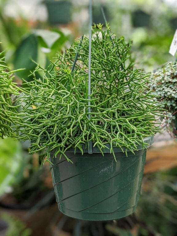 How to care for the tropical, trailing rhipsalis mistletoe cactus!