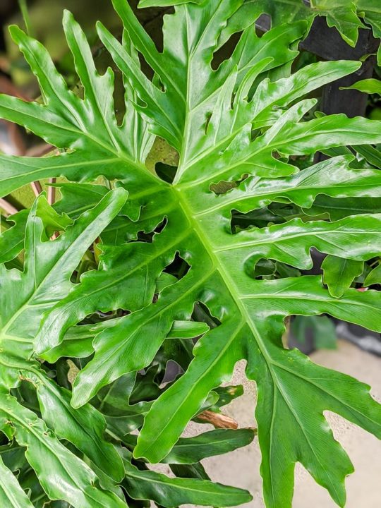 How to care for the tropical philodendron bipinnatifidum!