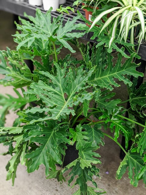 How to care for the tropical philodendron bipinnatifidum!