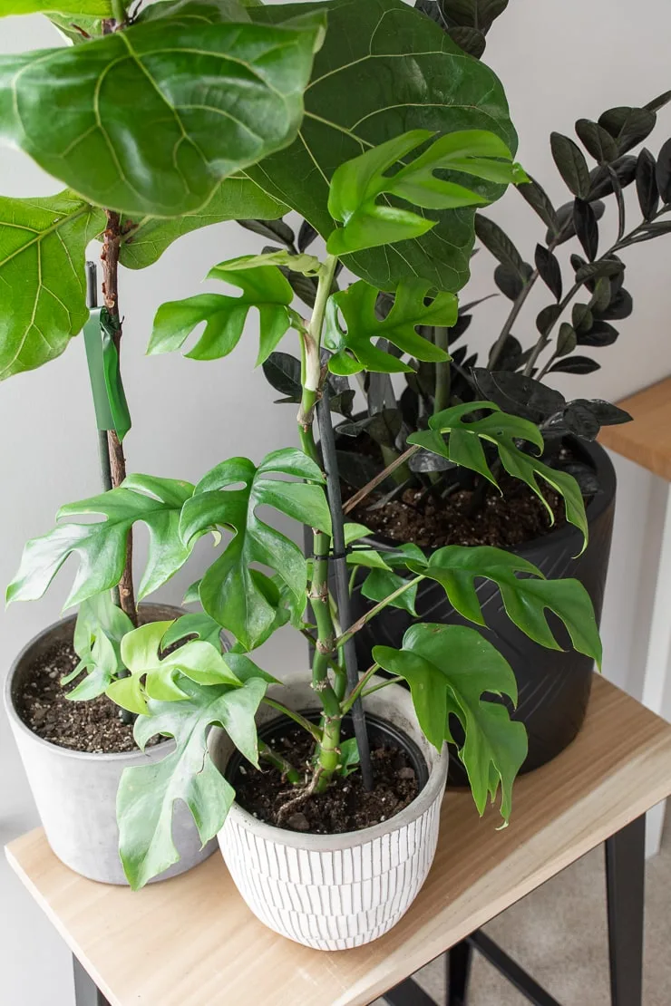 Rhaphidophora tetrasperma care: Everything you need to know!