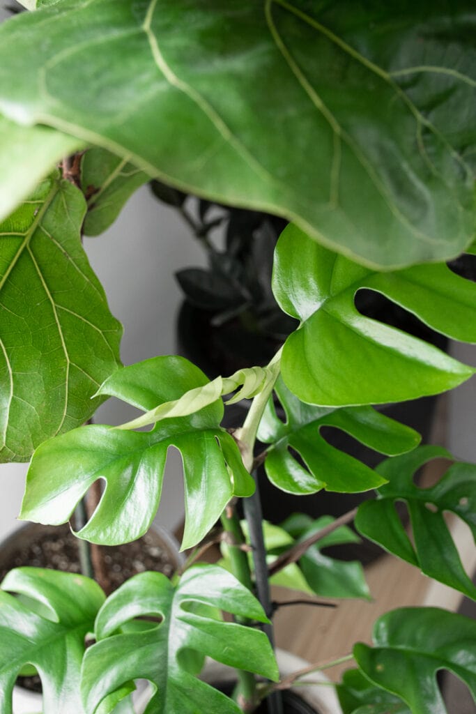 How to grow the gorgeous rhaphidophora tetrasperma!