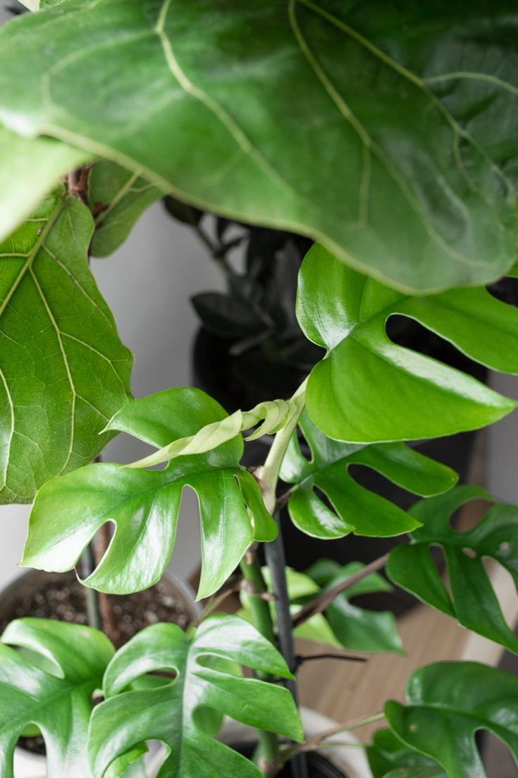 How to grow the gorgeous rhaphidophora tetrasperma!