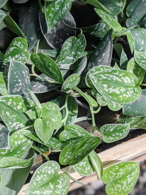 Your scindapsus pictus care and propagation guide!
