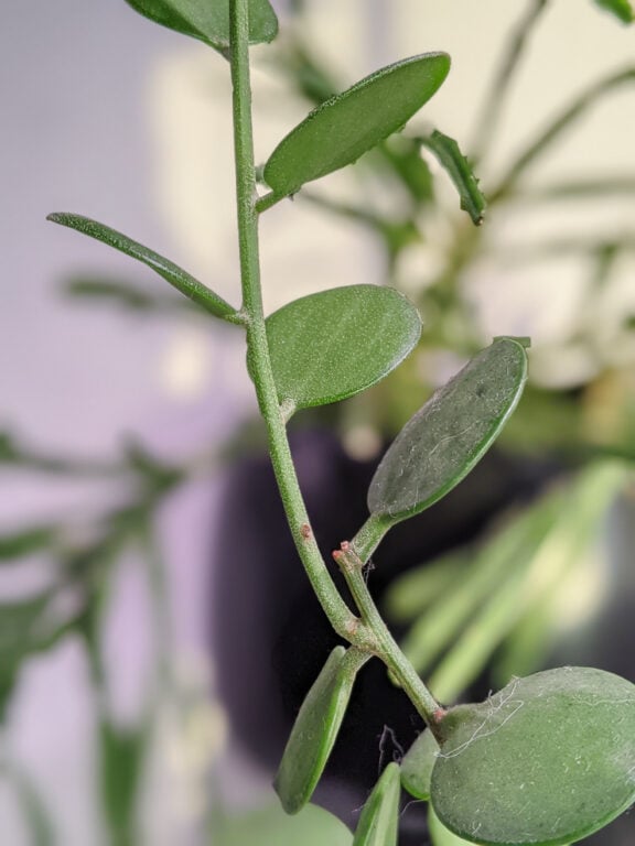 All about silver dollar succulent care (aka Xerosicyos Danguyi)