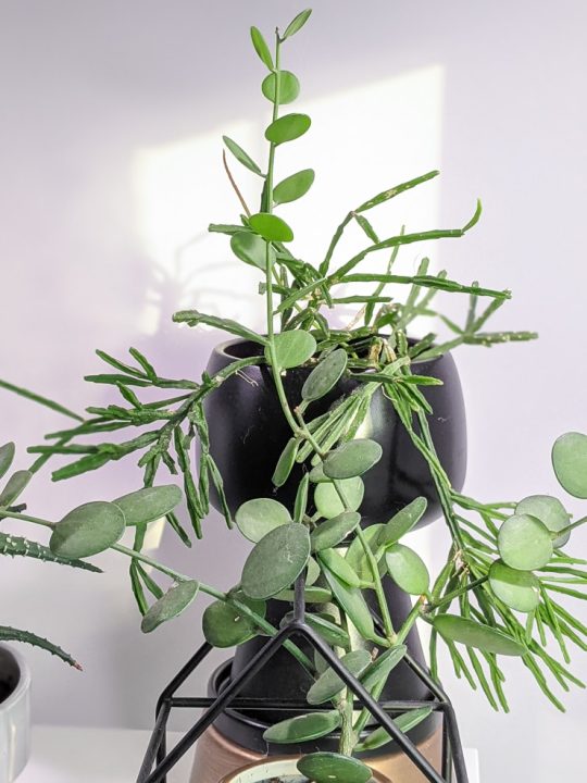 All about silver dollar succulent care (aka Xerosicyos Danguyi)