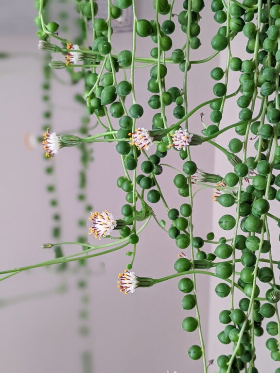 All about string of pearls care & growing this trailing succulent!