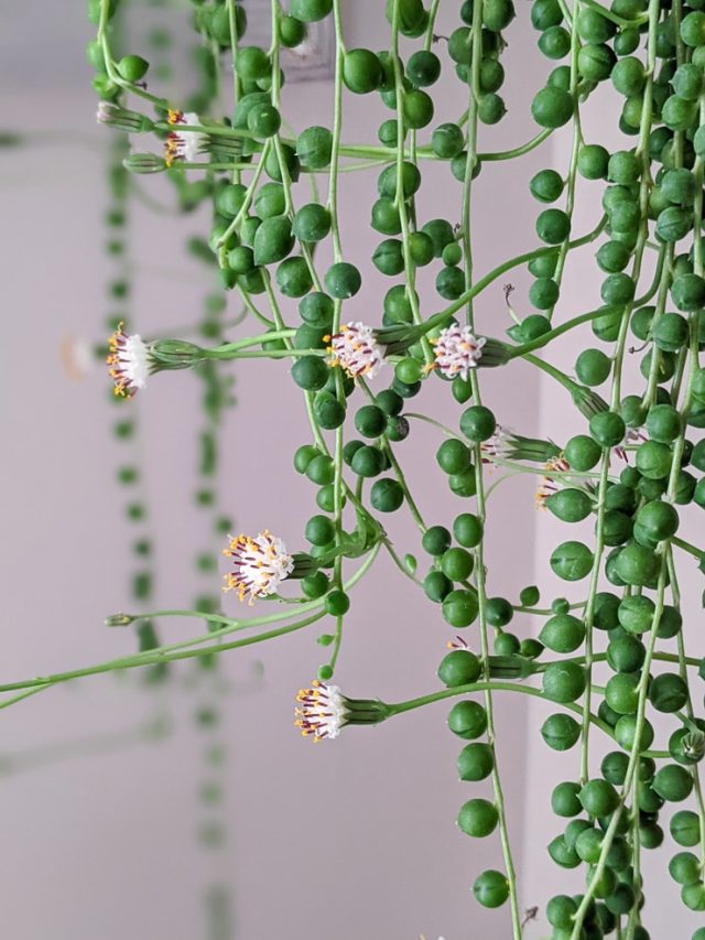 All about string of pearls care & growing this trailing succulent!
