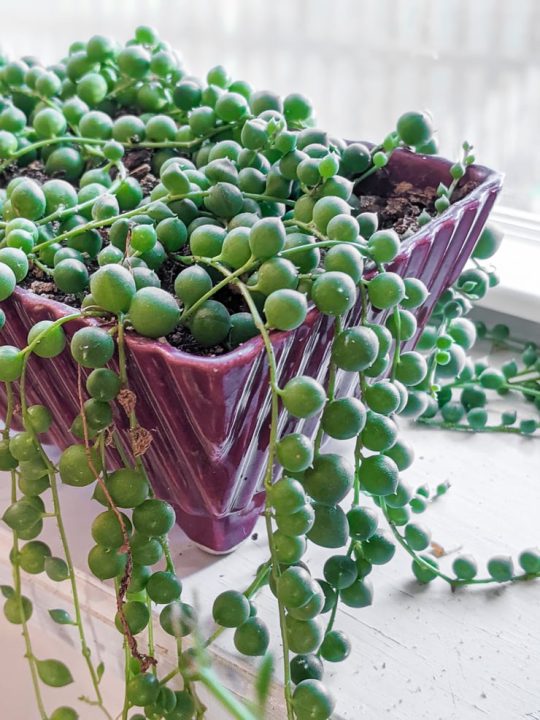 All about string of pearls care & growing this trailing succulent!