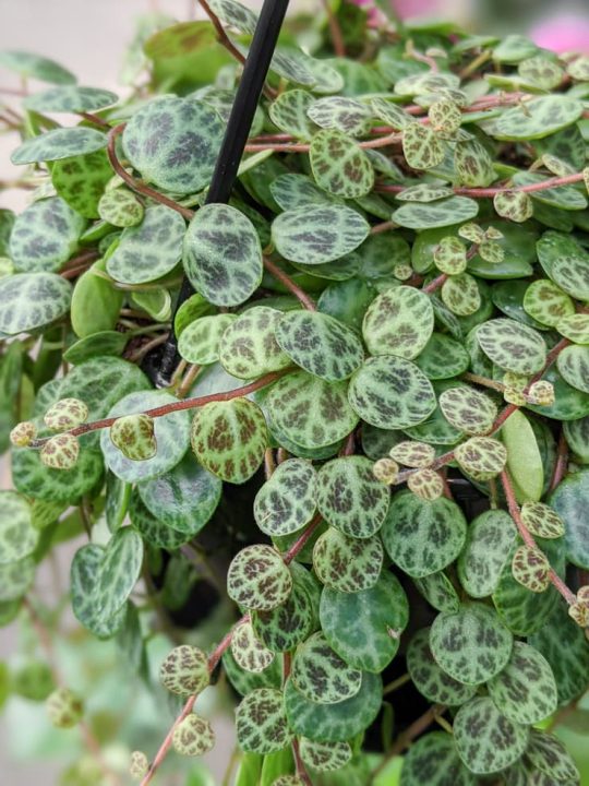 How to care for the unique string of turtles plant!