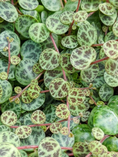 How to care for the unique string of turtles plant!