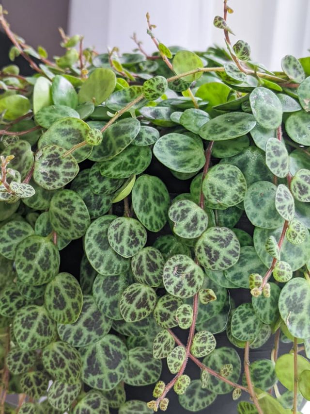 How to care for the unique string of turtles plant, including ...