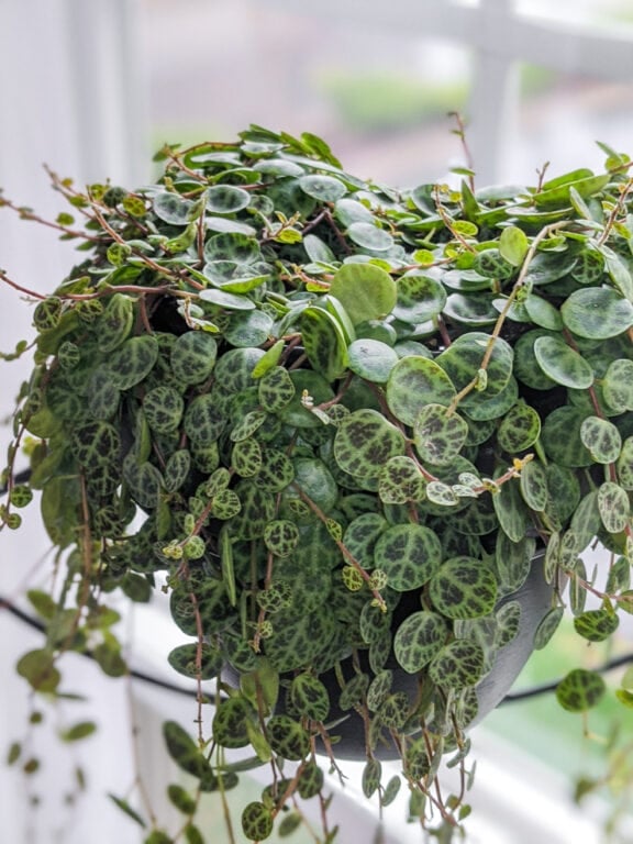 How to care for the unique string of turtles plant!