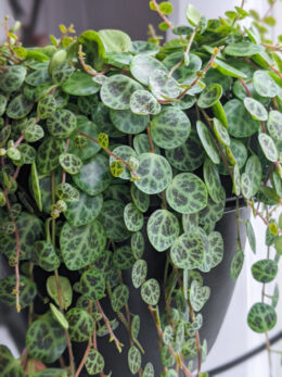 How to care for the unique string of turtles plant, including ...