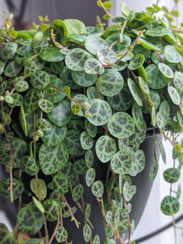 How to care for the unique string of turtles plant, including propagation tips!