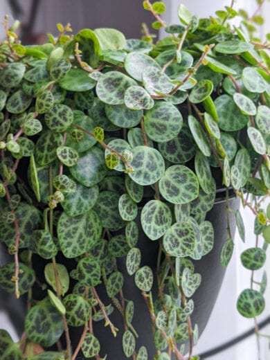 How to care for the unique string of turtles plant, including ...