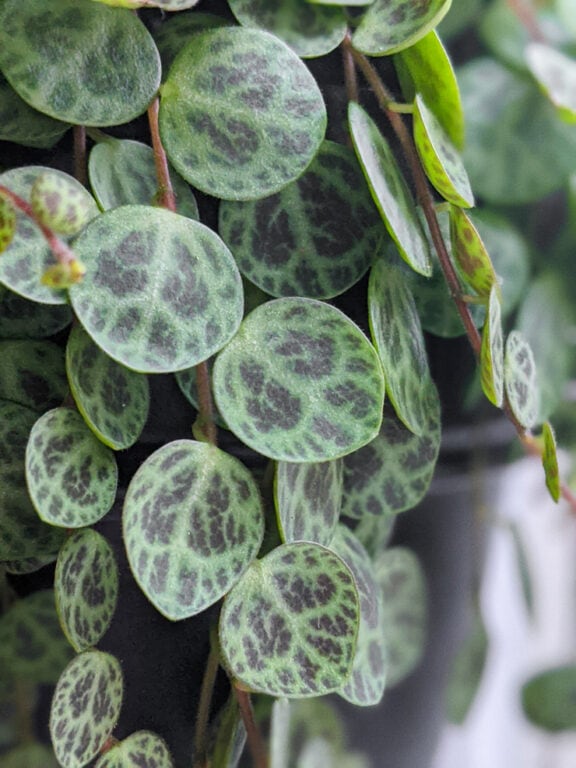 How to care for the unique string of turtles plant!